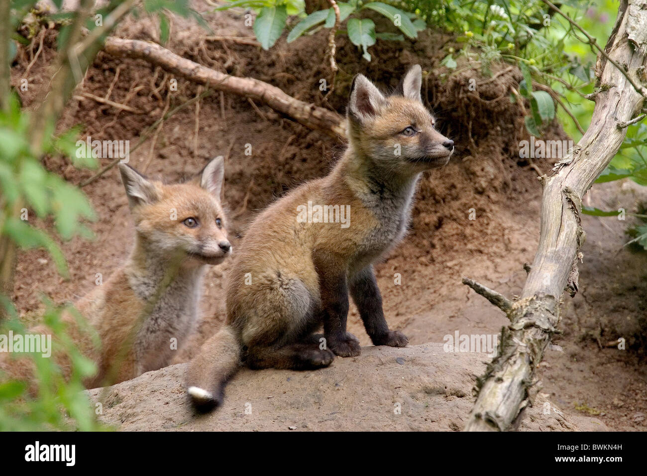 red fox puppy Stock Photo - Alamy