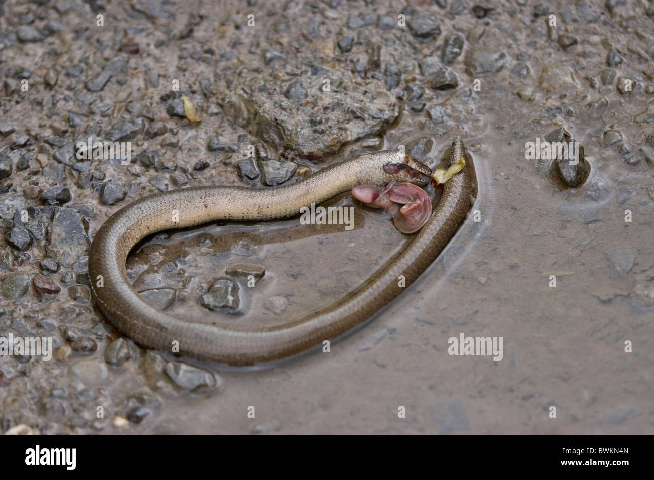 Sludge worm hi-res stock photography and images - Alamy