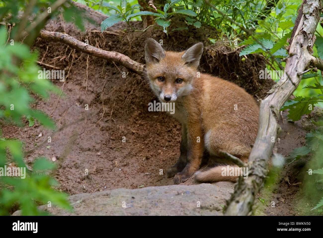 red fox puppy Stock Photo - Alamy