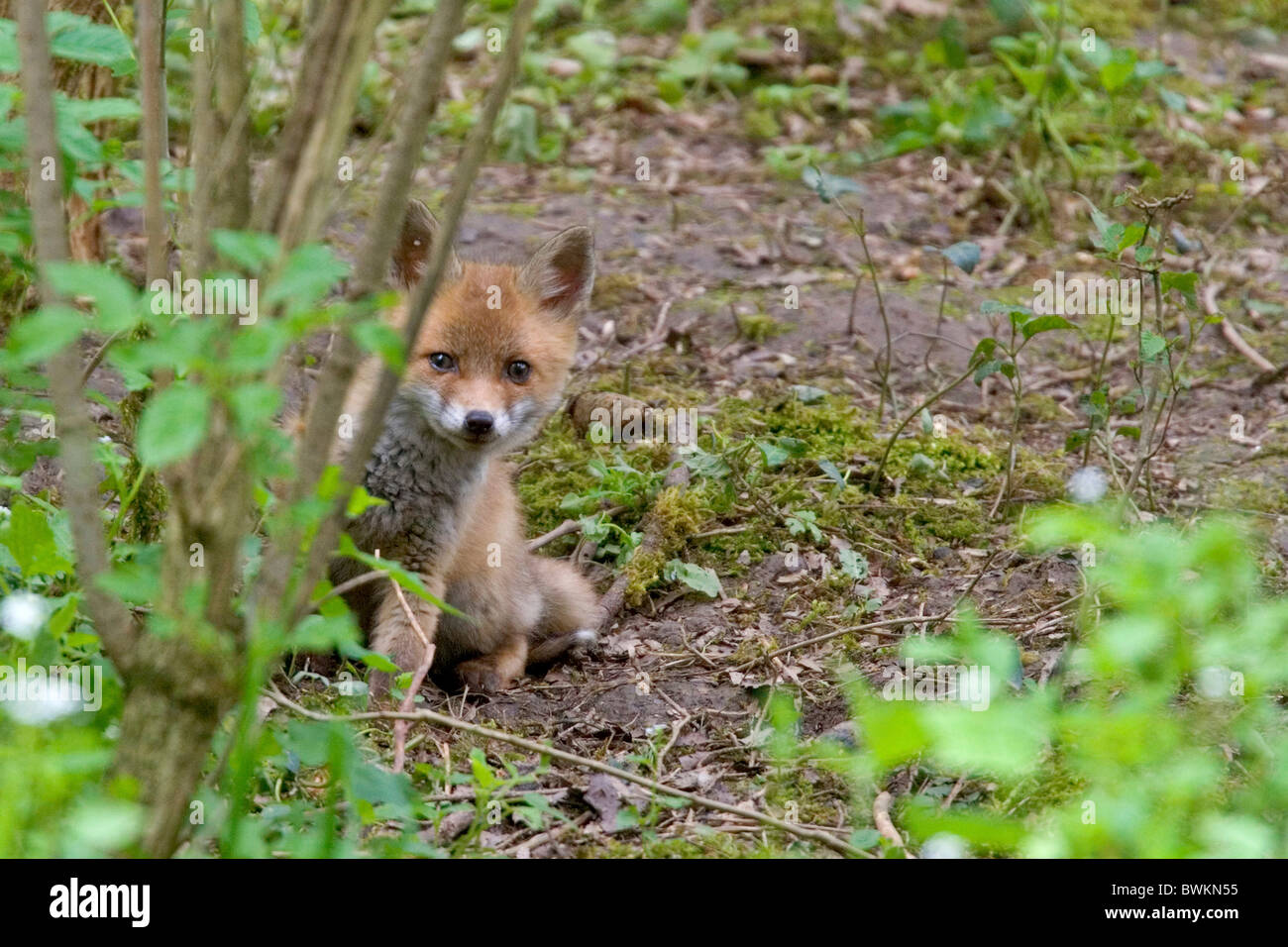 red fox puppy Stock Photo - Alamy