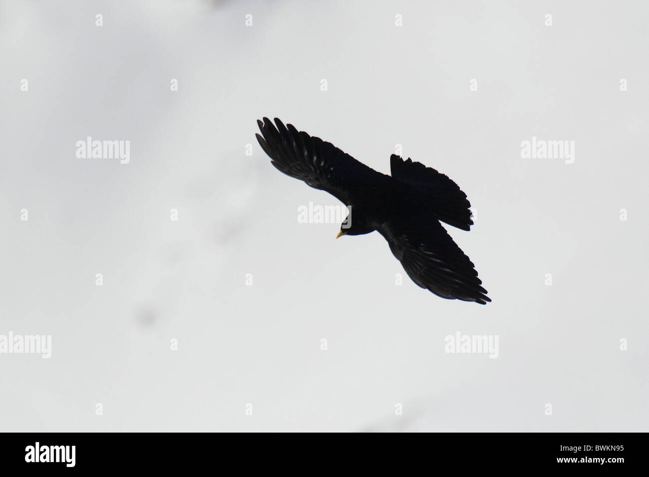 Switzerland Europe Alpine Chough Pyrrhocorax graculus one Flying Animal ...