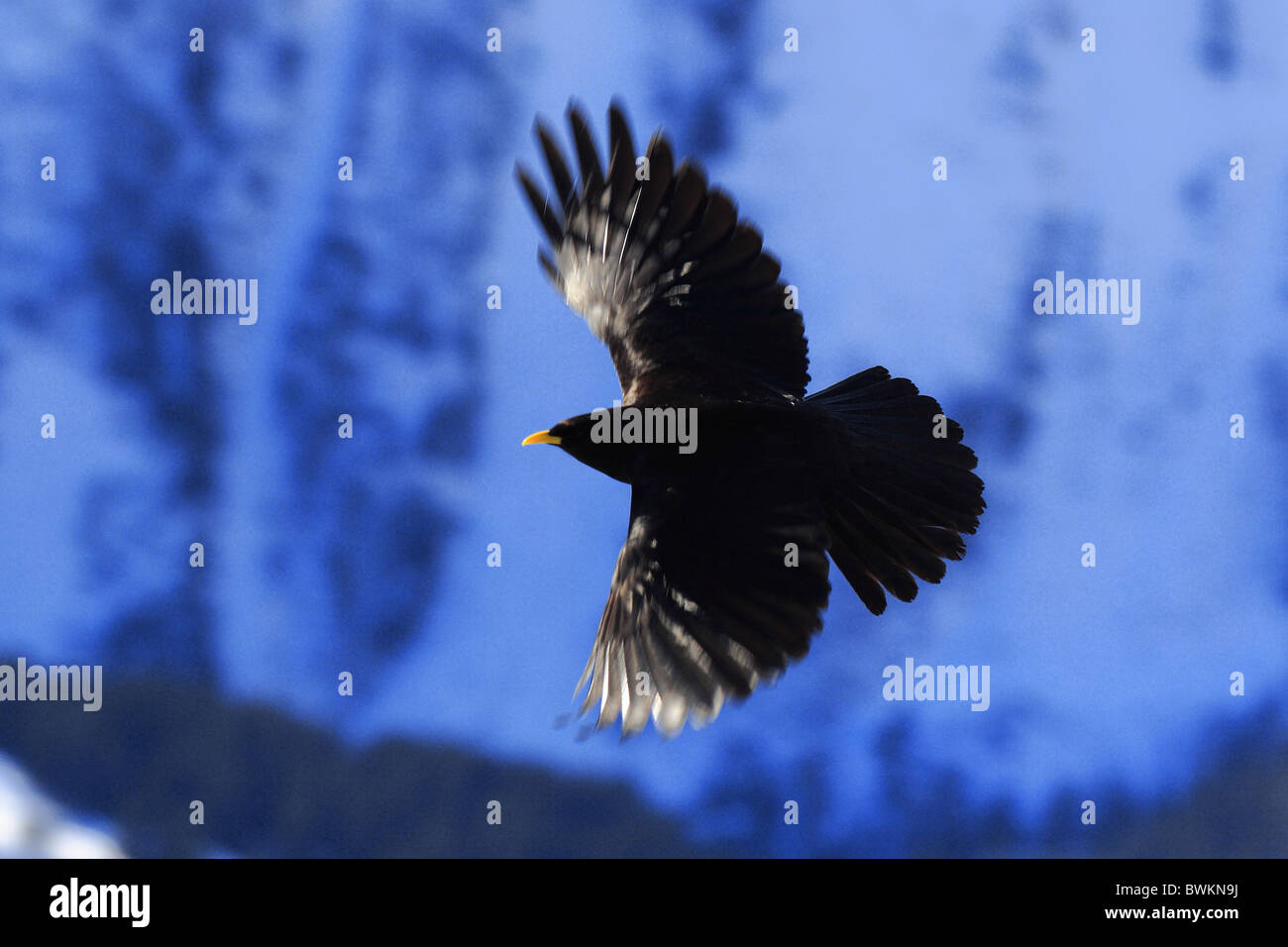 Switzerland Europe Alpine Chough Pyrrhocorax graculus one Flying Animal ...