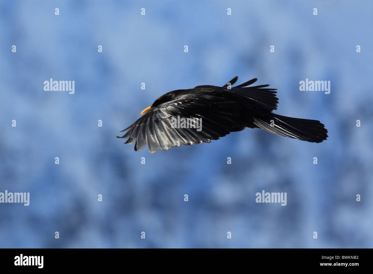Switzerland Europe Alpine Chough Pyrrhocorax graculus one Flying Animal ...