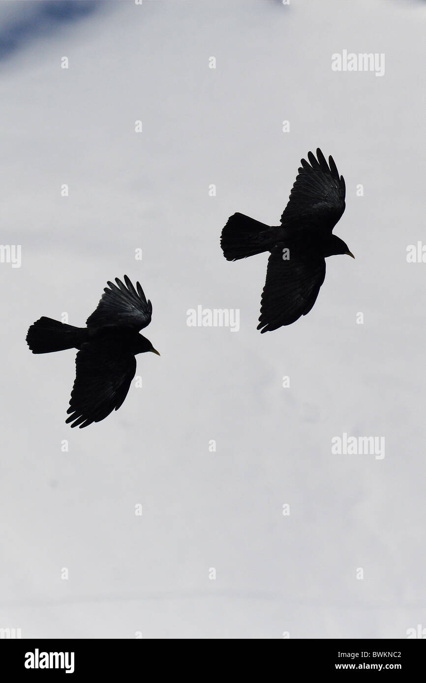 Switzerland Europe Alpine Chough Pyrrhocorax graculus Two Flying Animal ...