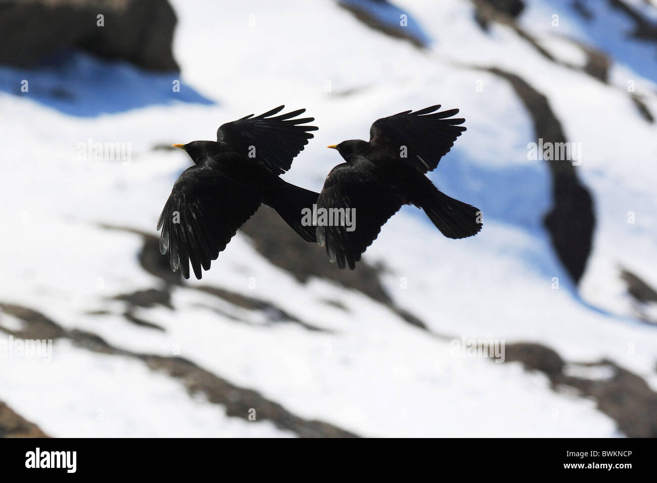 Switzerland Europe Alpine Chough Pyrrhocorax graculus Two Flying Animal ...