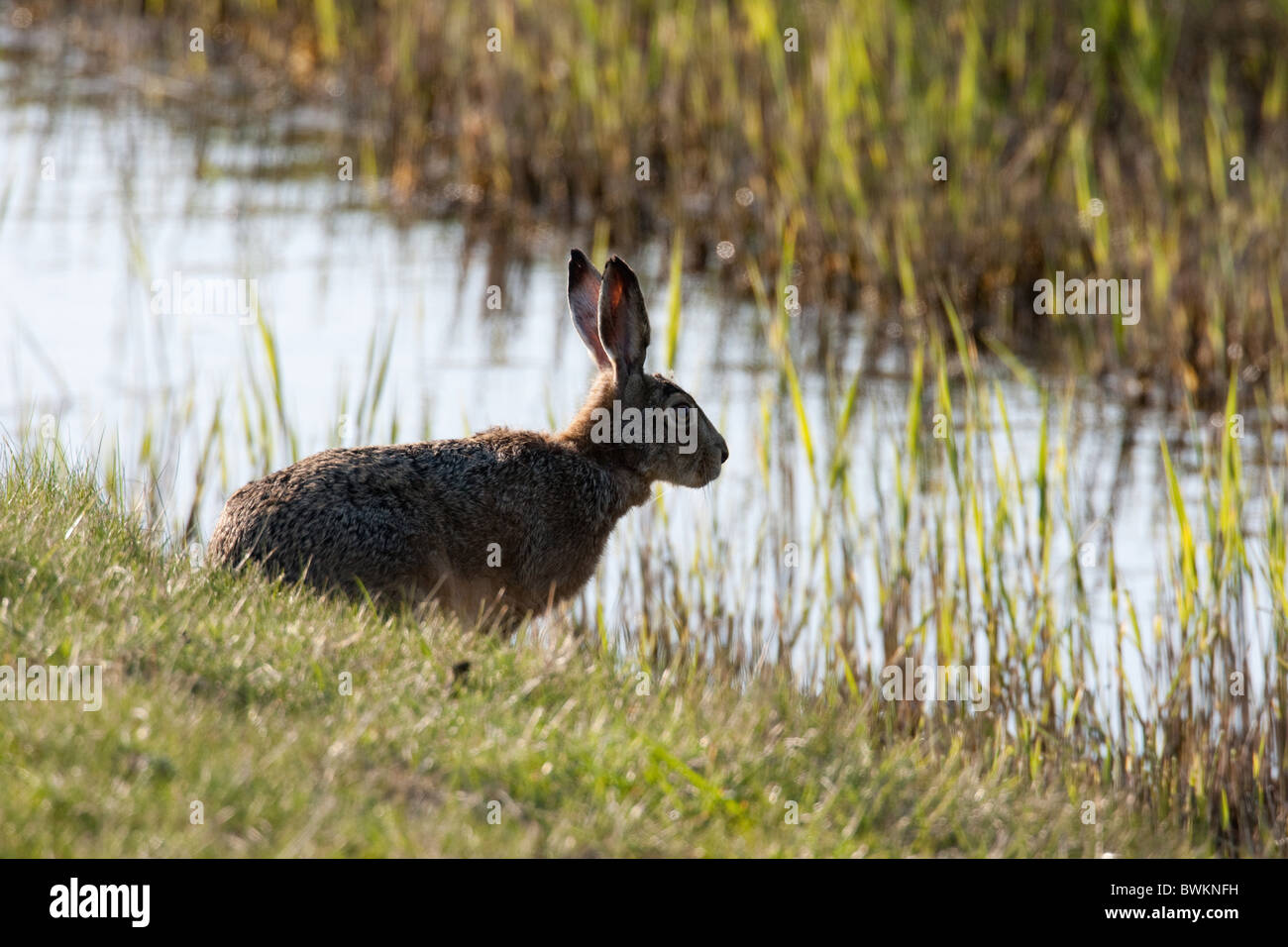 Bank river rabbit hi-res stock photography and images - Alamy
