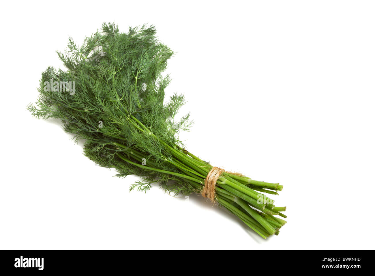 Bunch of Dill from low perspective isolated on white background Stock ...