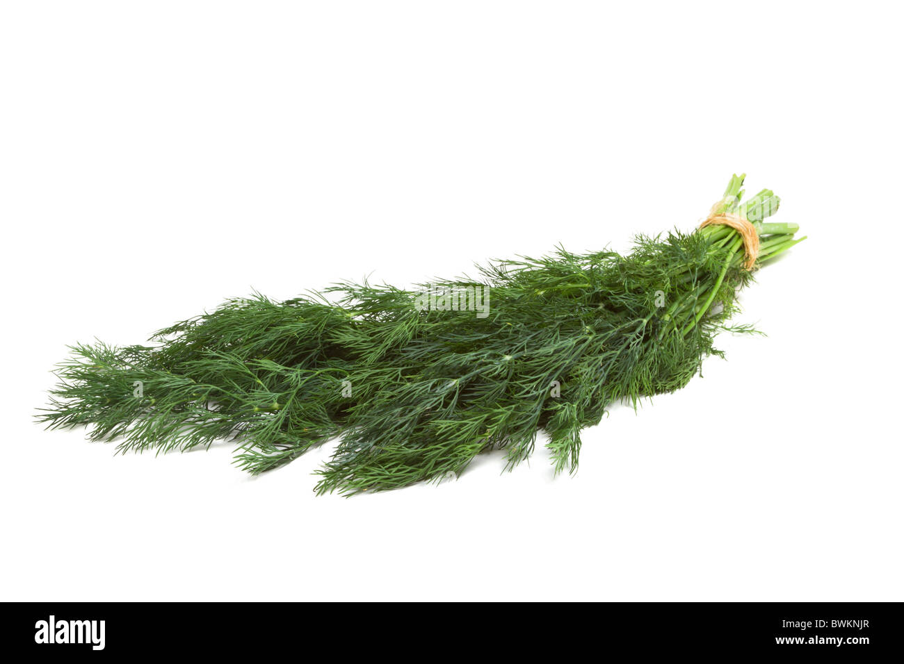 Bunch of Dill from low perspective isolated on white background Stock ...