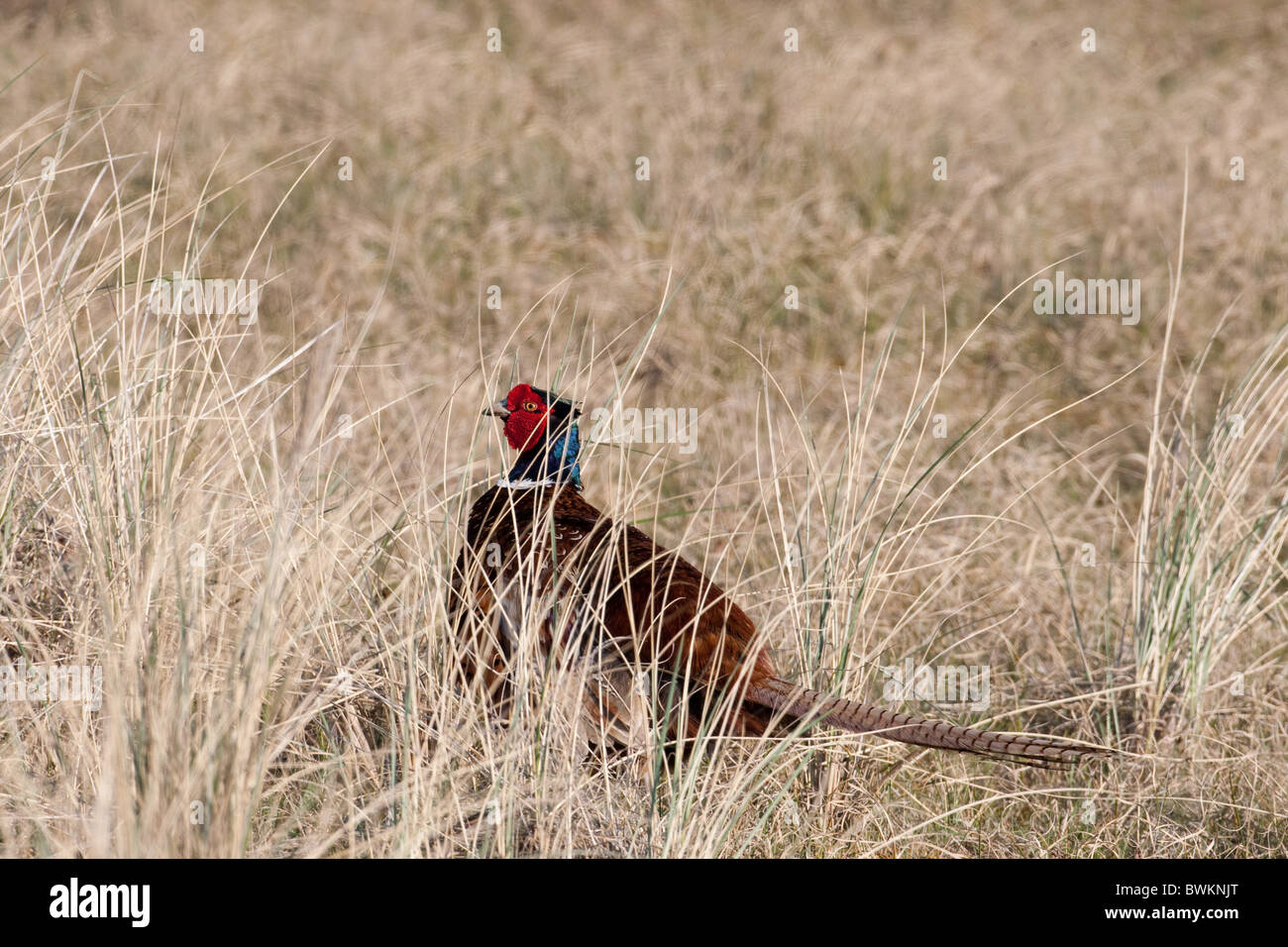 Pheasants in bird hide hi-res stock photography and images - Alamy