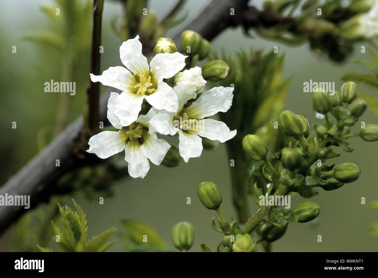 Chinese Flowering Chestnut, Yellowhorn (Xanthoceras sorbifolium), twig ...