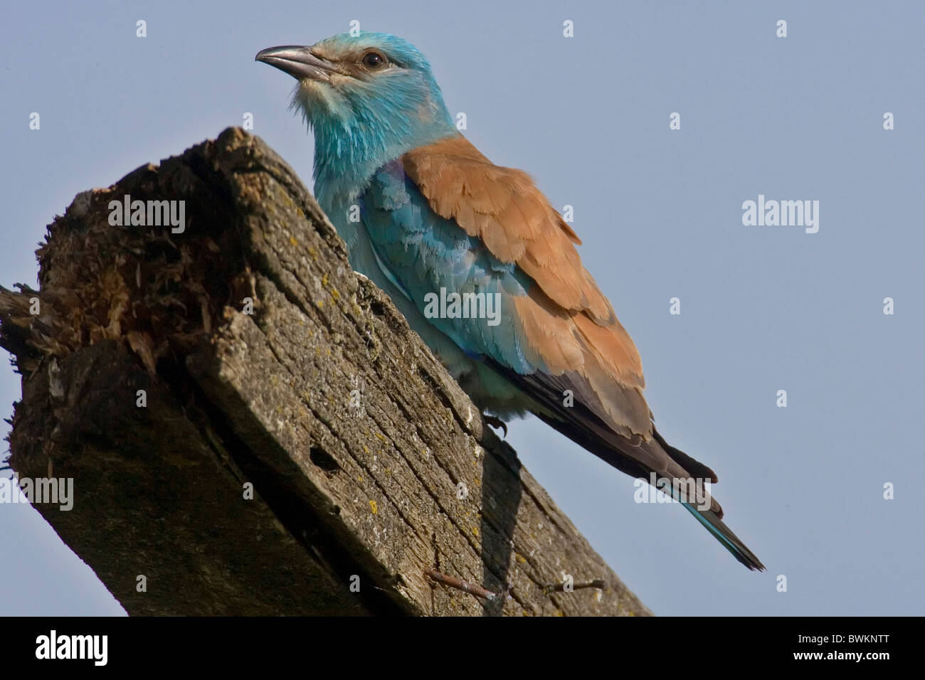Tree trunk rollers hi-res stock photography and images - Alamy