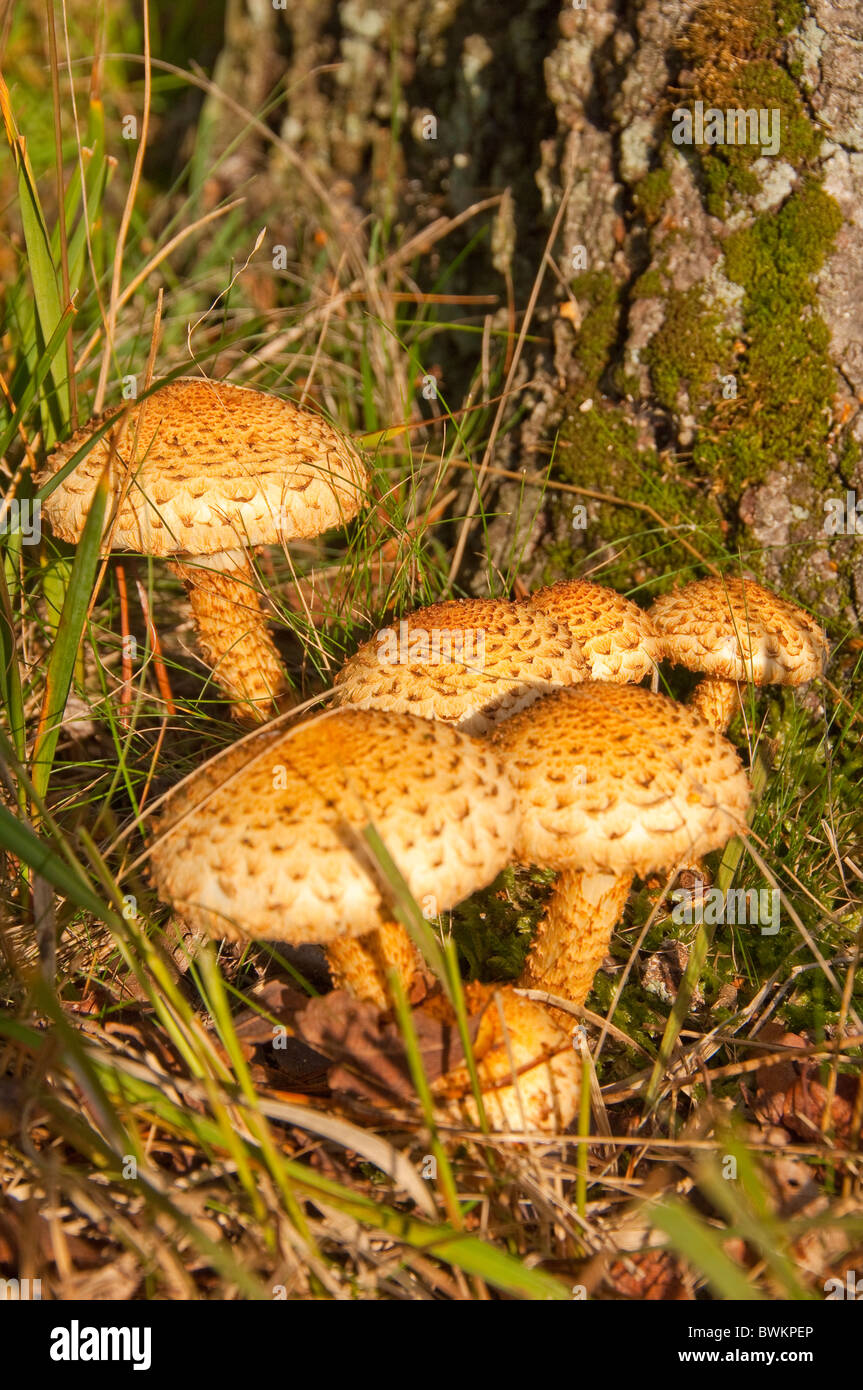 Close up of shaggy pholiota fungus fungi toadstool toadstools England UK United Kingdom GB Great ...