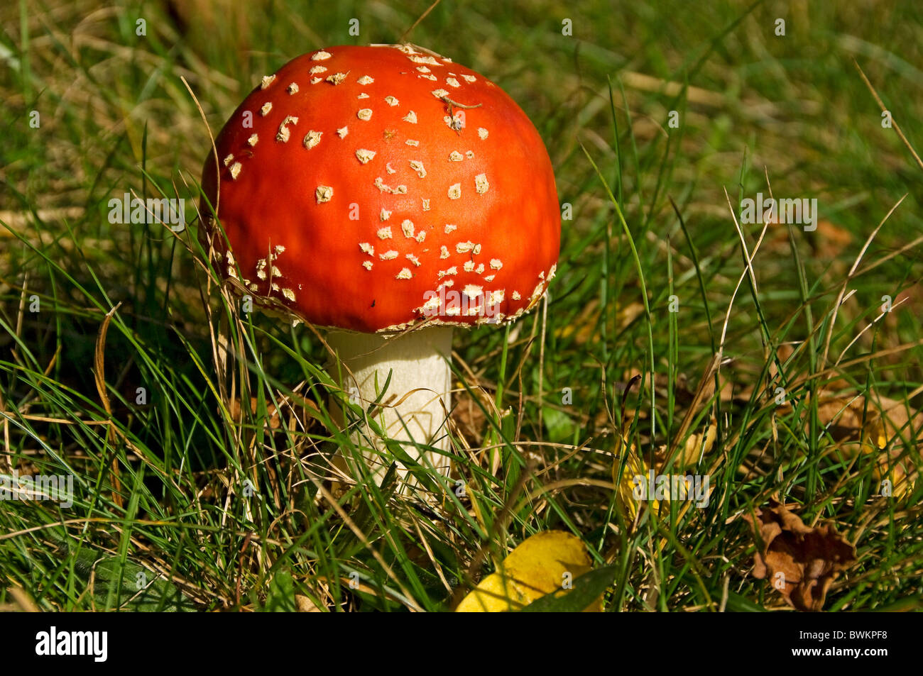 Fall fungi toadstool autumn hi-res stock photography and images - Alamy