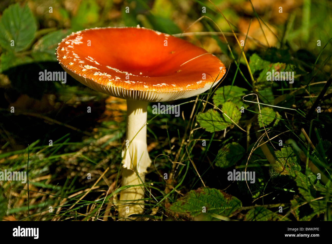 Mushroom toadstool fungus fungi hi-res stock photography and images - Alamy