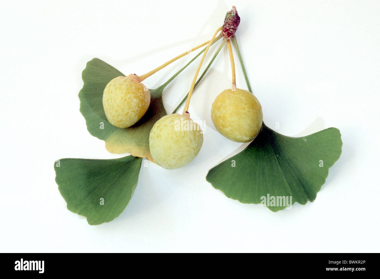 Ginkgo (Ginkgo biloba), leaves and fruit, studio picture Stock Photo ...