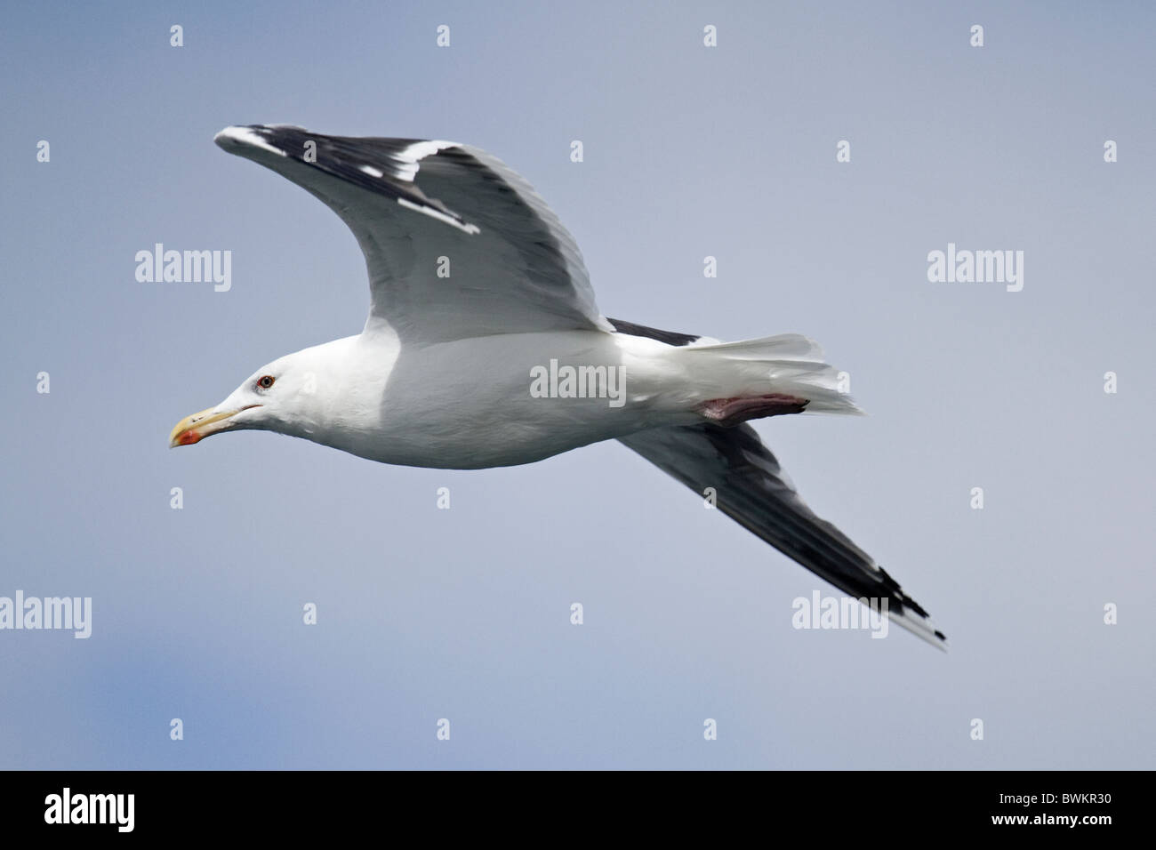 Great Black-backed Gull flying Stock Photo - Alamy