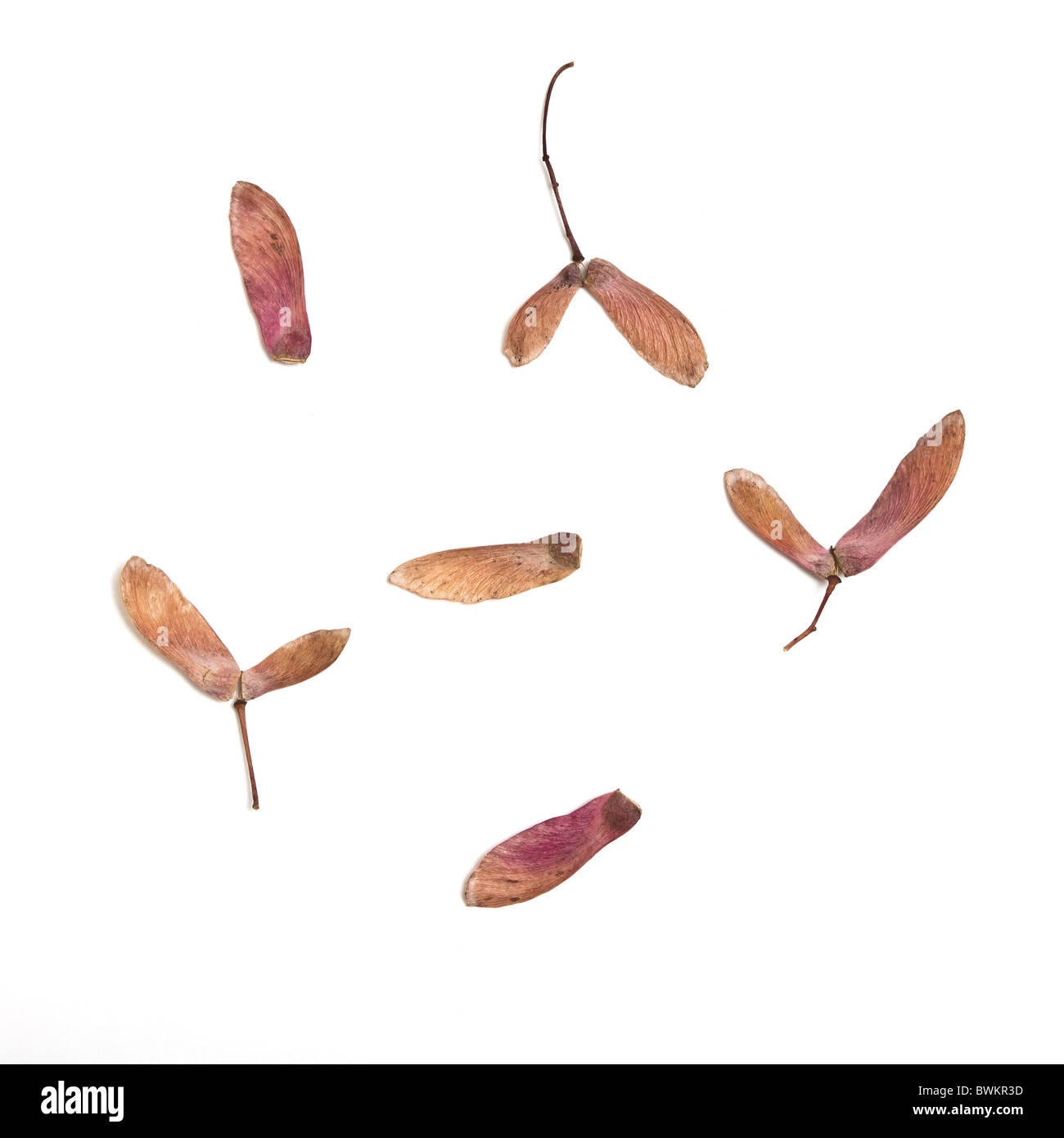 Winged seed pods hi-res stock photography and images - Alamy