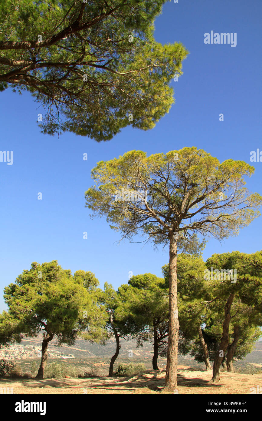 Iarael, Upper Galilee, Stone Pine (Pinus Pinea) in Yirka Stock Photo ...