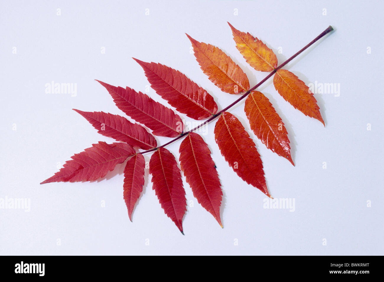 Staghorn Sumac (Rhus hirta, Rhus typhina), autumn leaf, studio picture ...