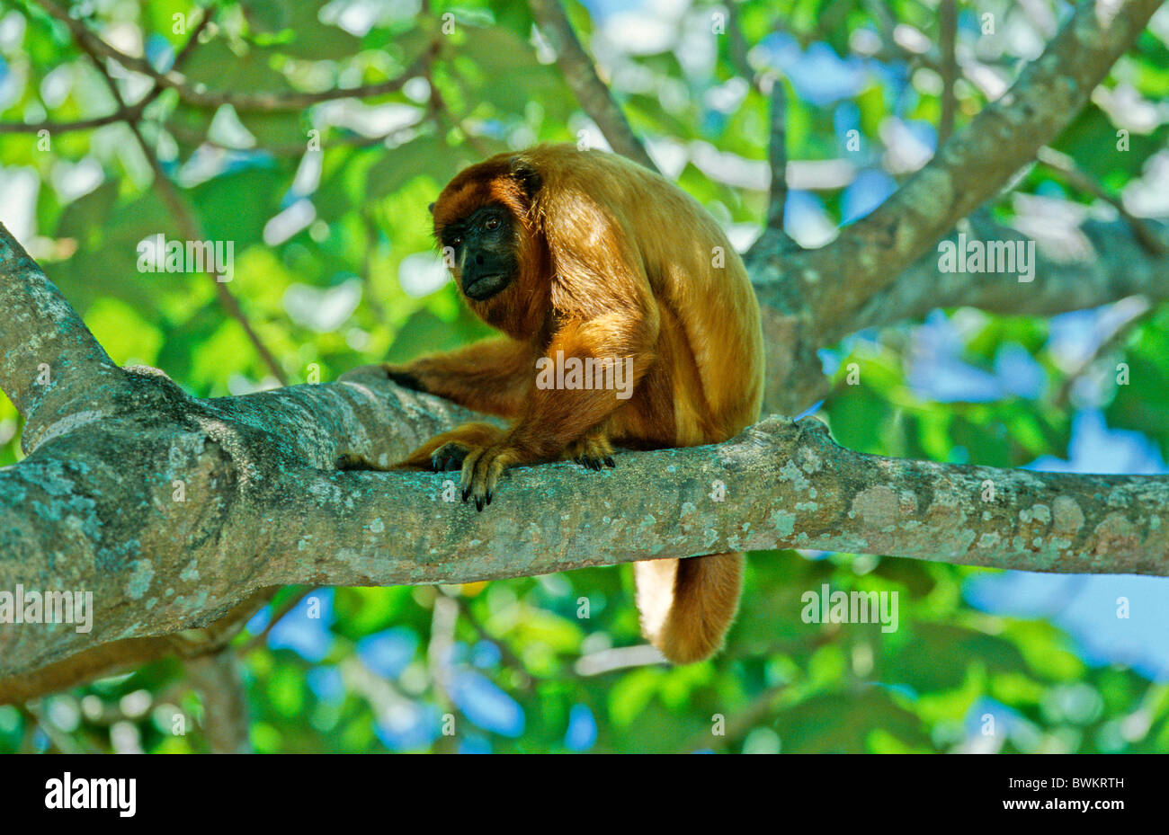 Red Howler Monkey Venezuela South America Alouatta Seniculus Tree Brazo ...