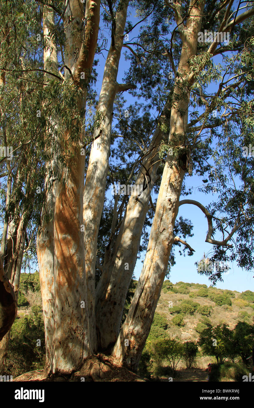 Israel, Upper Galilee, Eucalyptus tree in Ein Meirav Stock Photo - Alamy