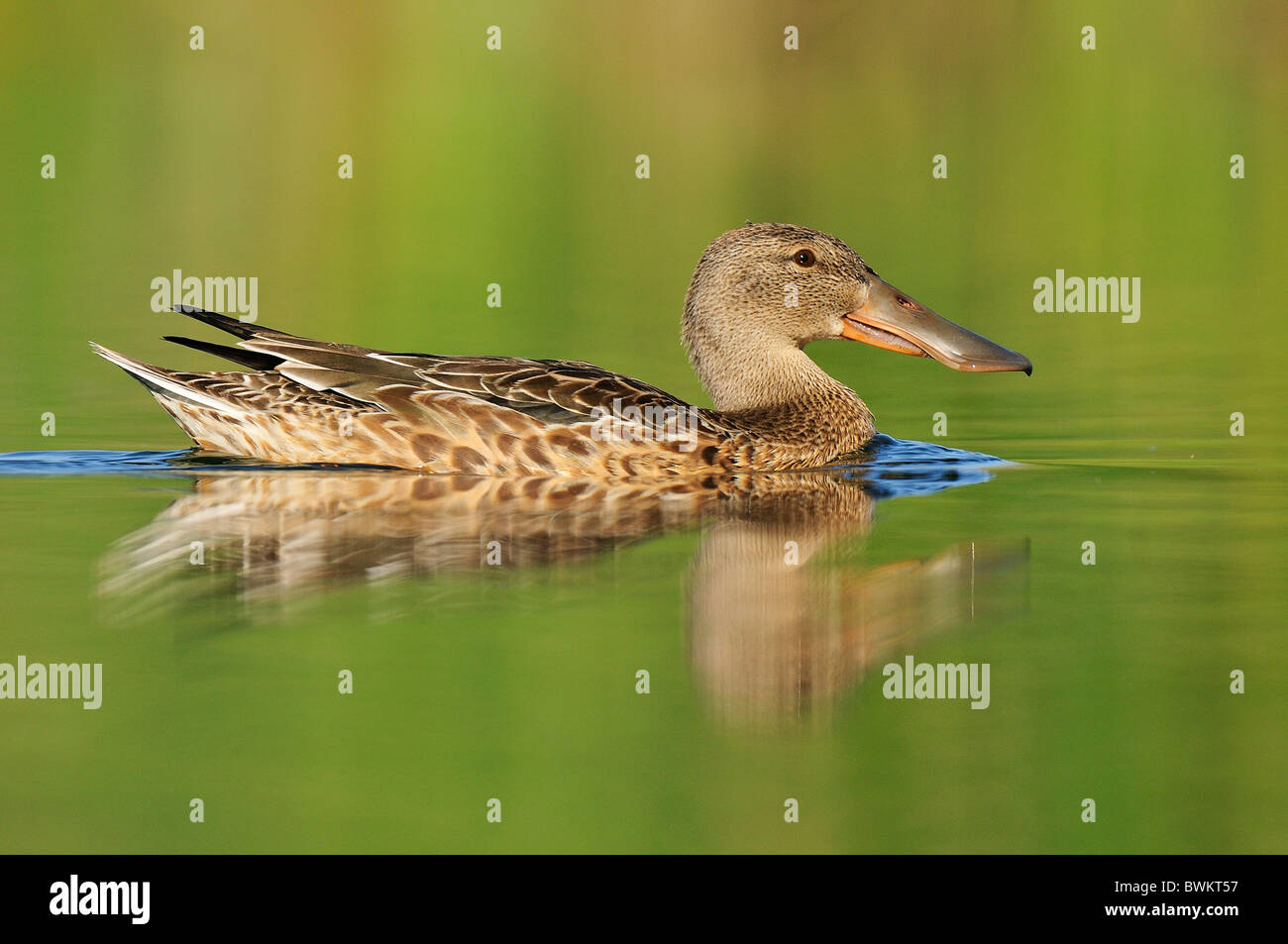 Northern Shoveler (anas clypeata), female Stock Photo - Alamy