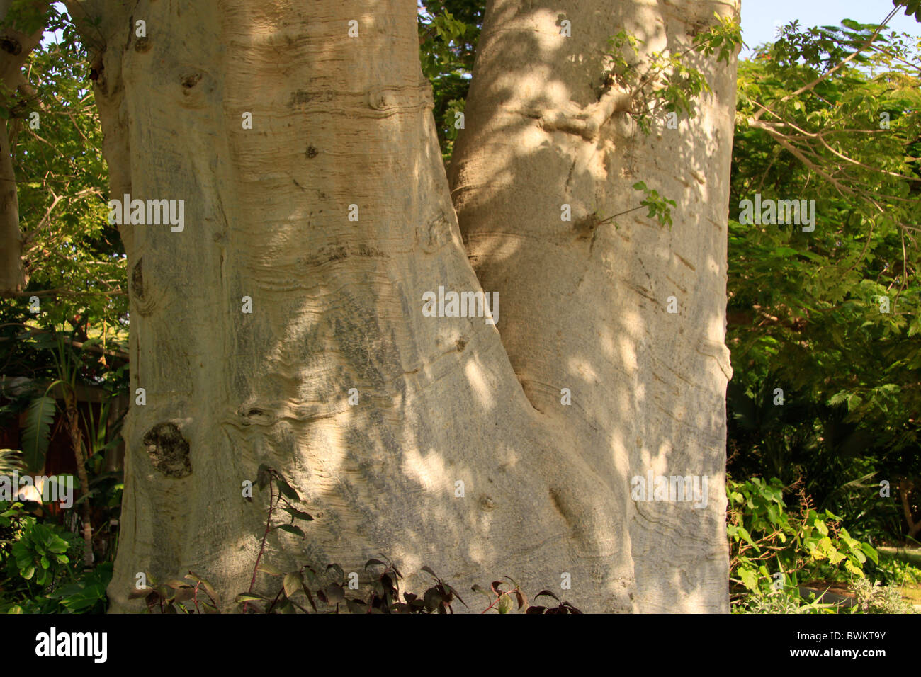 Iarael, Judean desert, Baobab tree in Kibbutz Ein Gedi by the Dead Sea ...