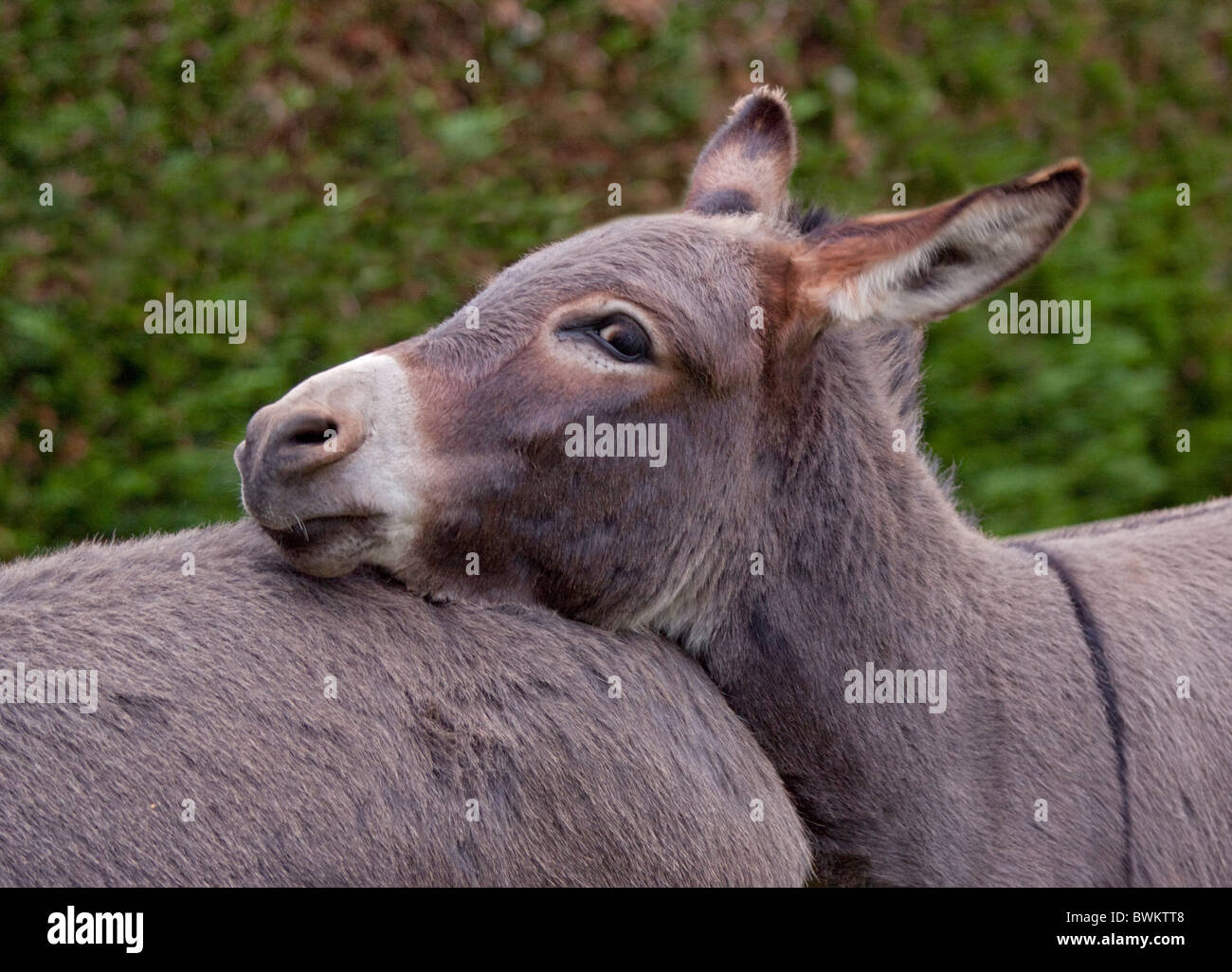 Donkeys couple hi-res stock photography and images - Alamy