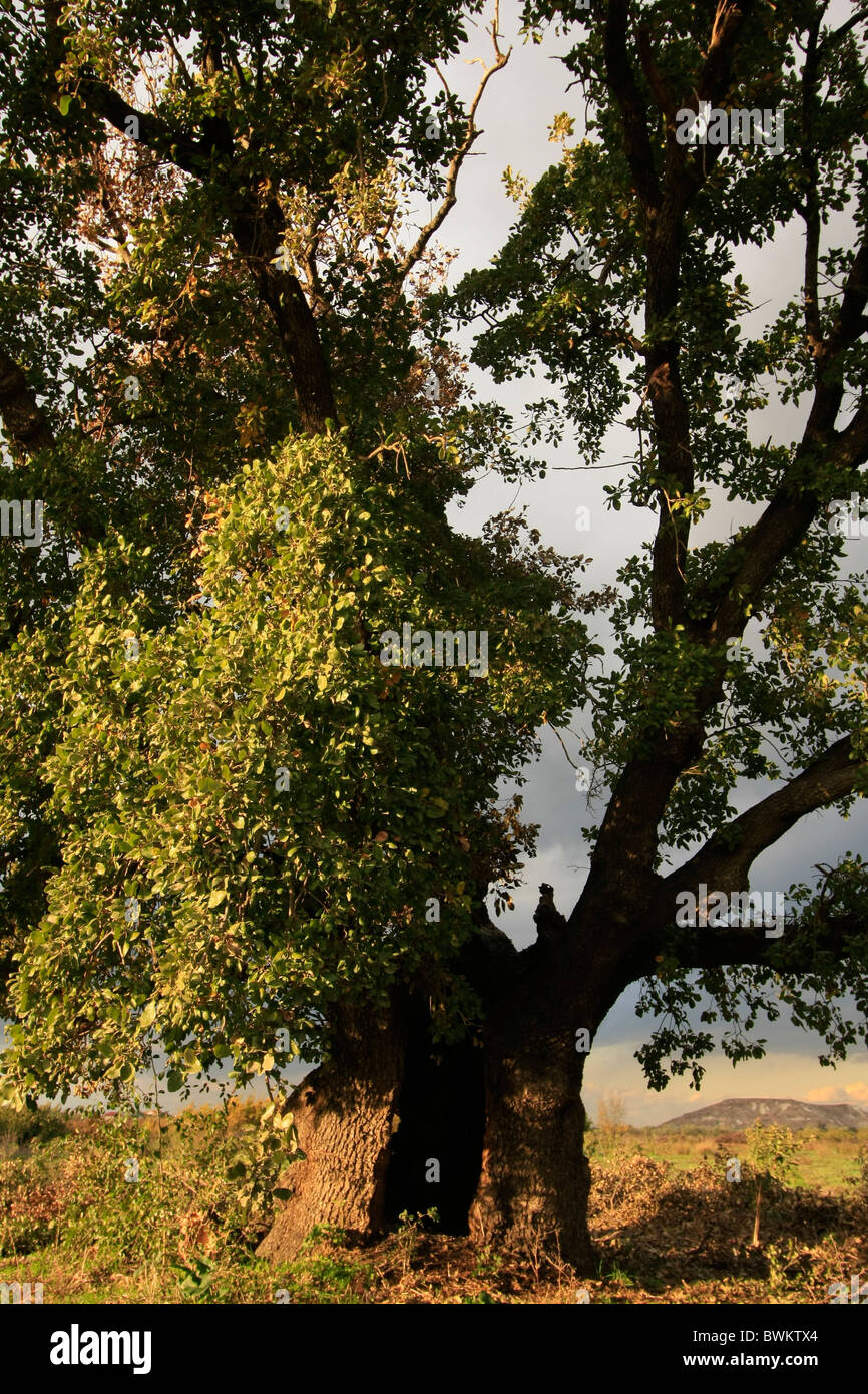 Iarael, Sharon region, Mount Tabor Oak (Quercus ithaburensis) tree in ...