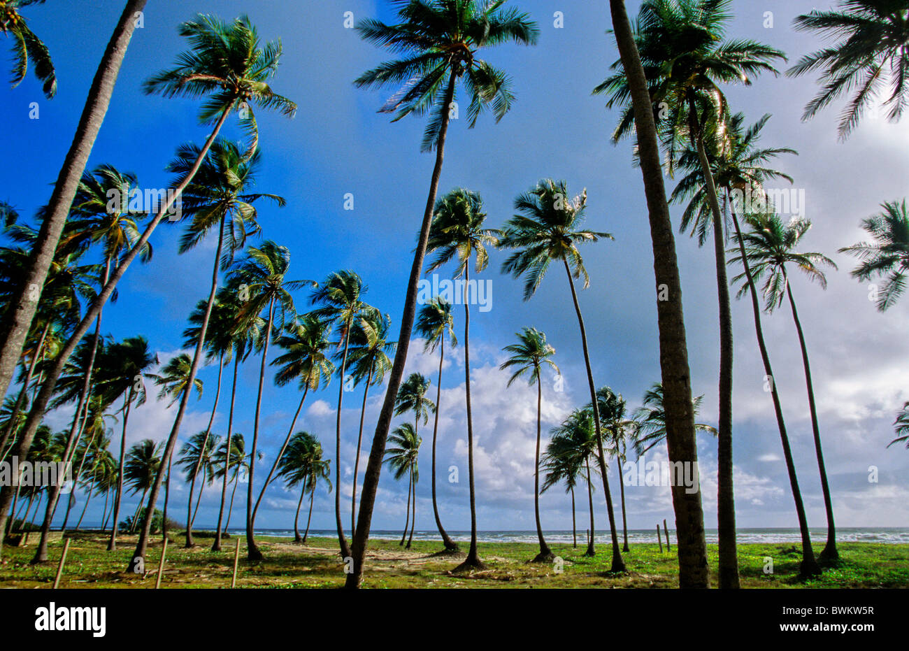 Venezuela South America Coconut Palms Cocos Nucifera Coast Ocean Sea ...