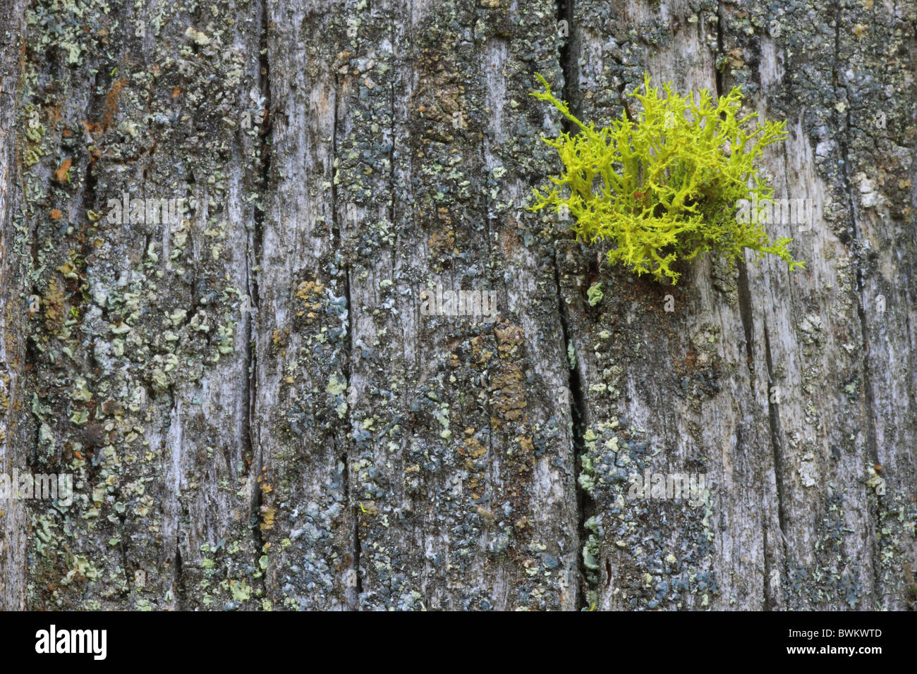 Switzerland Europe tree trunk detail close-up log moss lichen bark ...