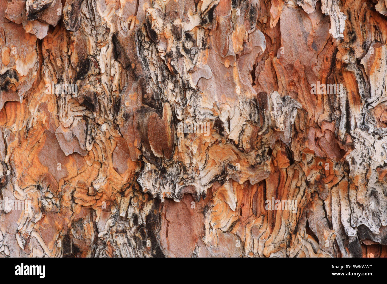 tree trunk detail close-up log bark nature structure Switzerland Europe ...