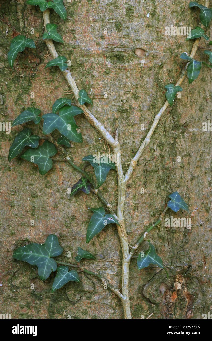 Common Ivy Hedera helix Ivy Switzerland Europe tree trunk log Climbing ...
