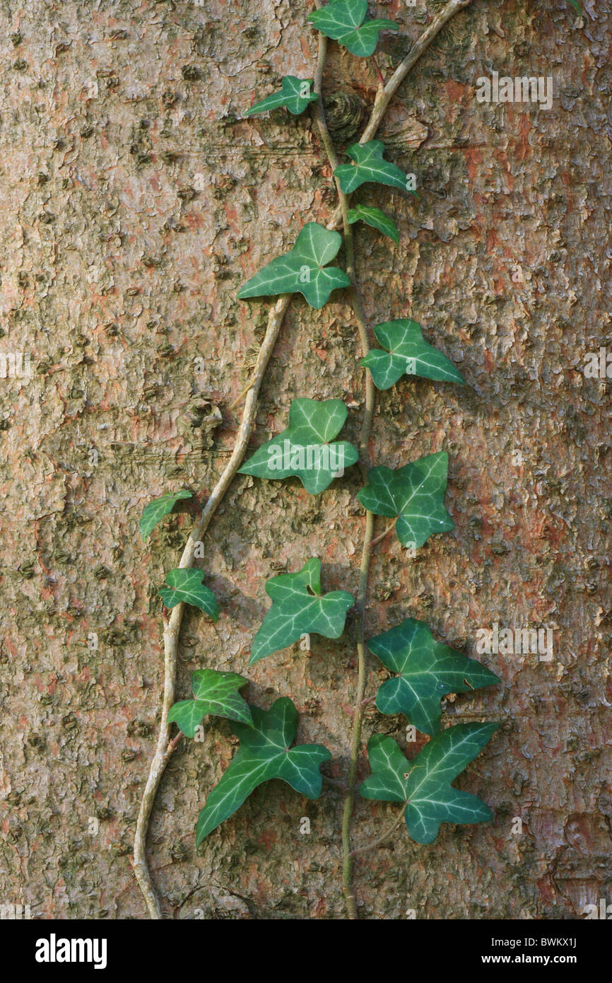 Common Ivy Hedera helix Ivy Switzerland Europe tree trunk log Climbing ...