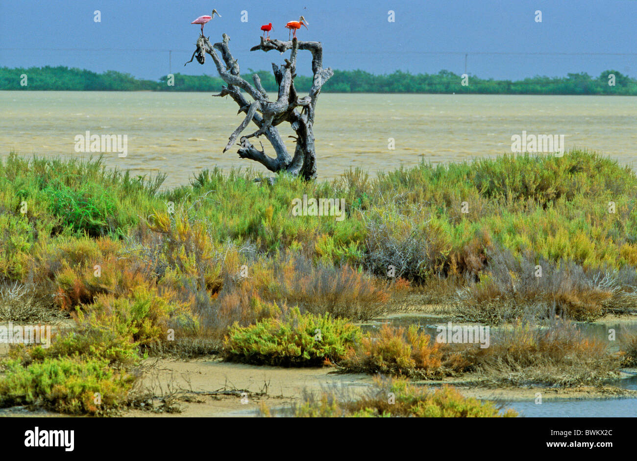 Venezuela South America Laguna De Tiraya Birds Peninsula De Paraguana ...