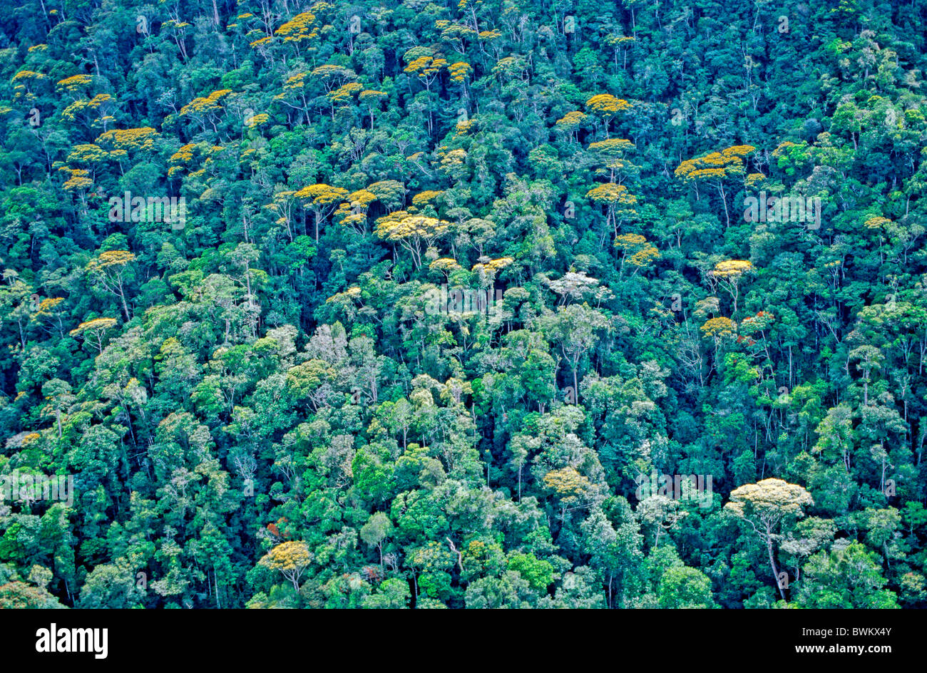 Venezuela South America Canaima national park Forest Rainforest ...