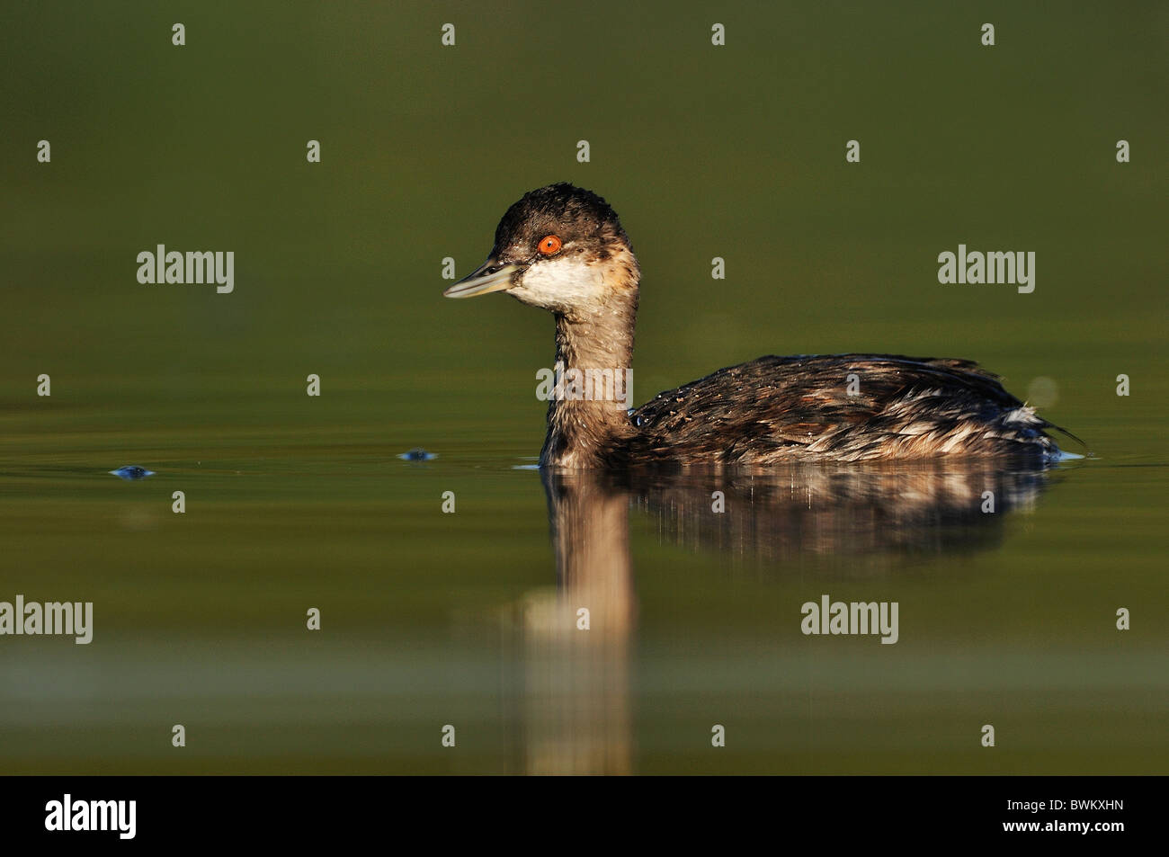 Black-necked Grebe (Podiceps Nigricollis) in winter plumage Stock Photo ...