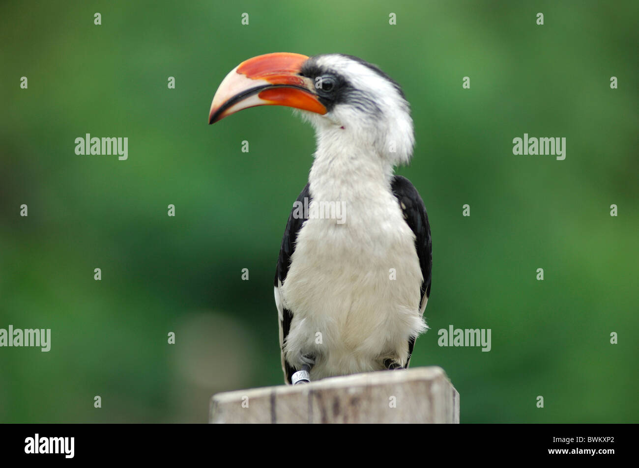 Regent bird hi-res stock photography and images - Alamy