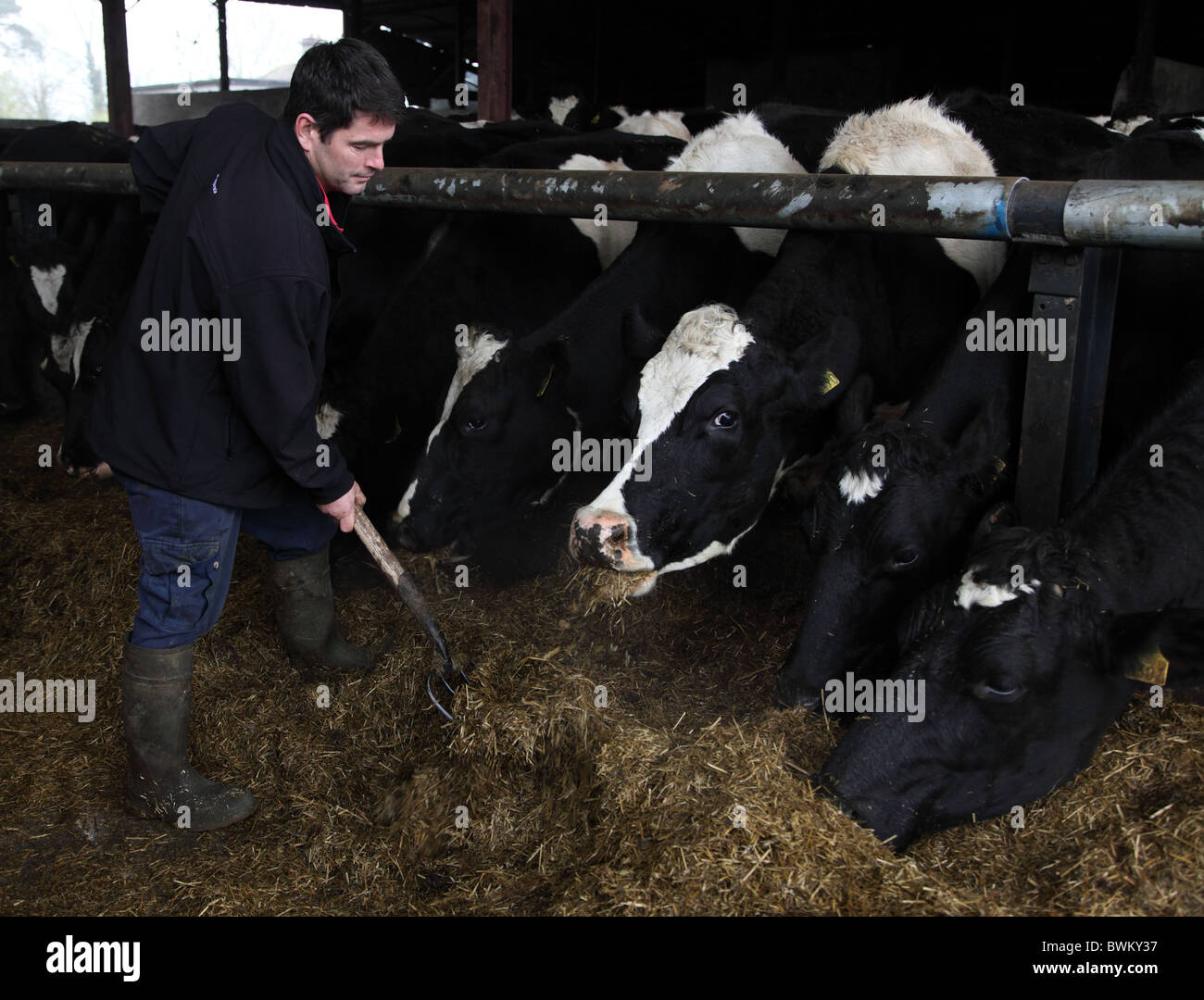 Farmer Ireland Cattle High Resolution Stock Photography and Images - Alamy