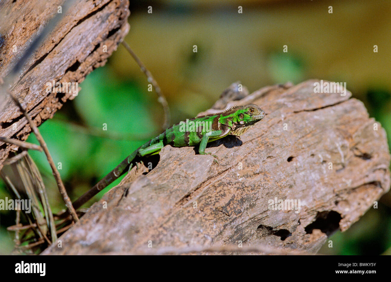 Tupinambis nigropunctatus hi-res stock photography and images - Alamy
