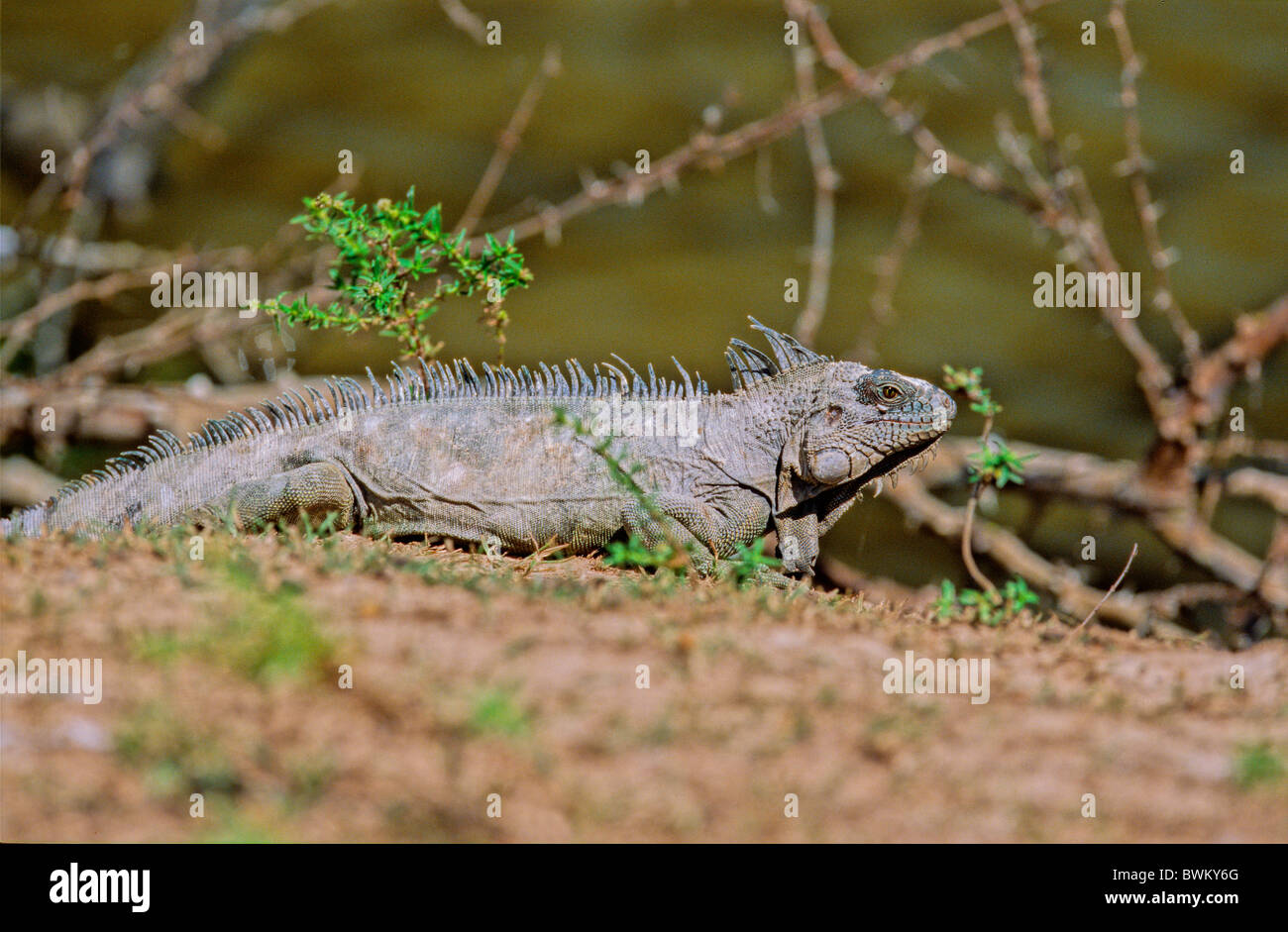 10830420 hi-res stock photography and images - Alamy