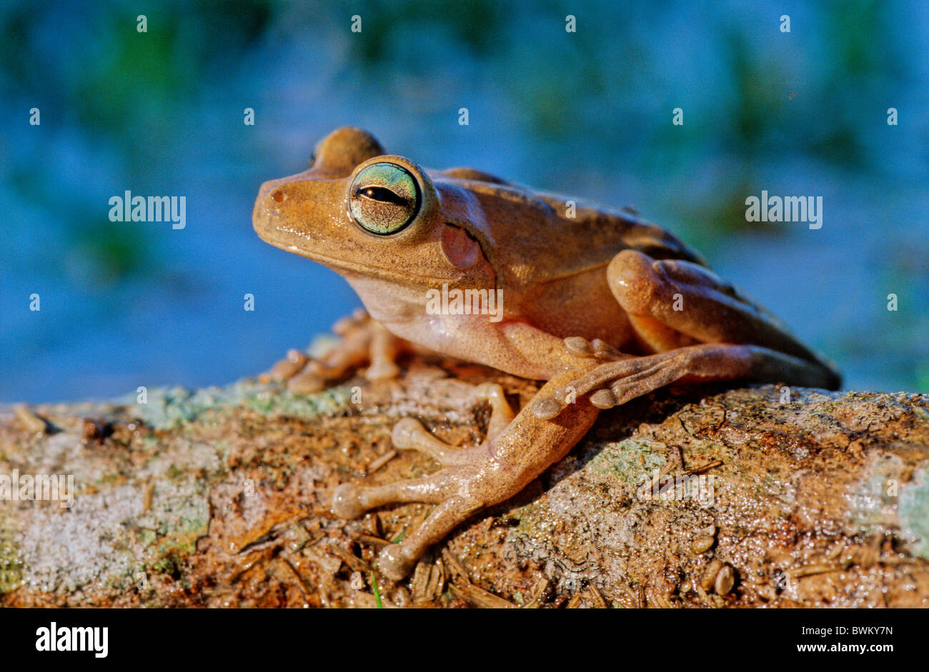 Venezuela frog hi-res stock photography and images - Alamy