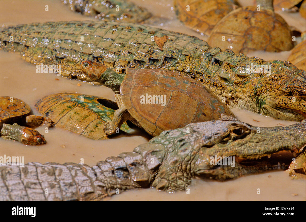 Venezuela South America Llanos Sideneck Turtle Podocnemis Vogli Turtles ...