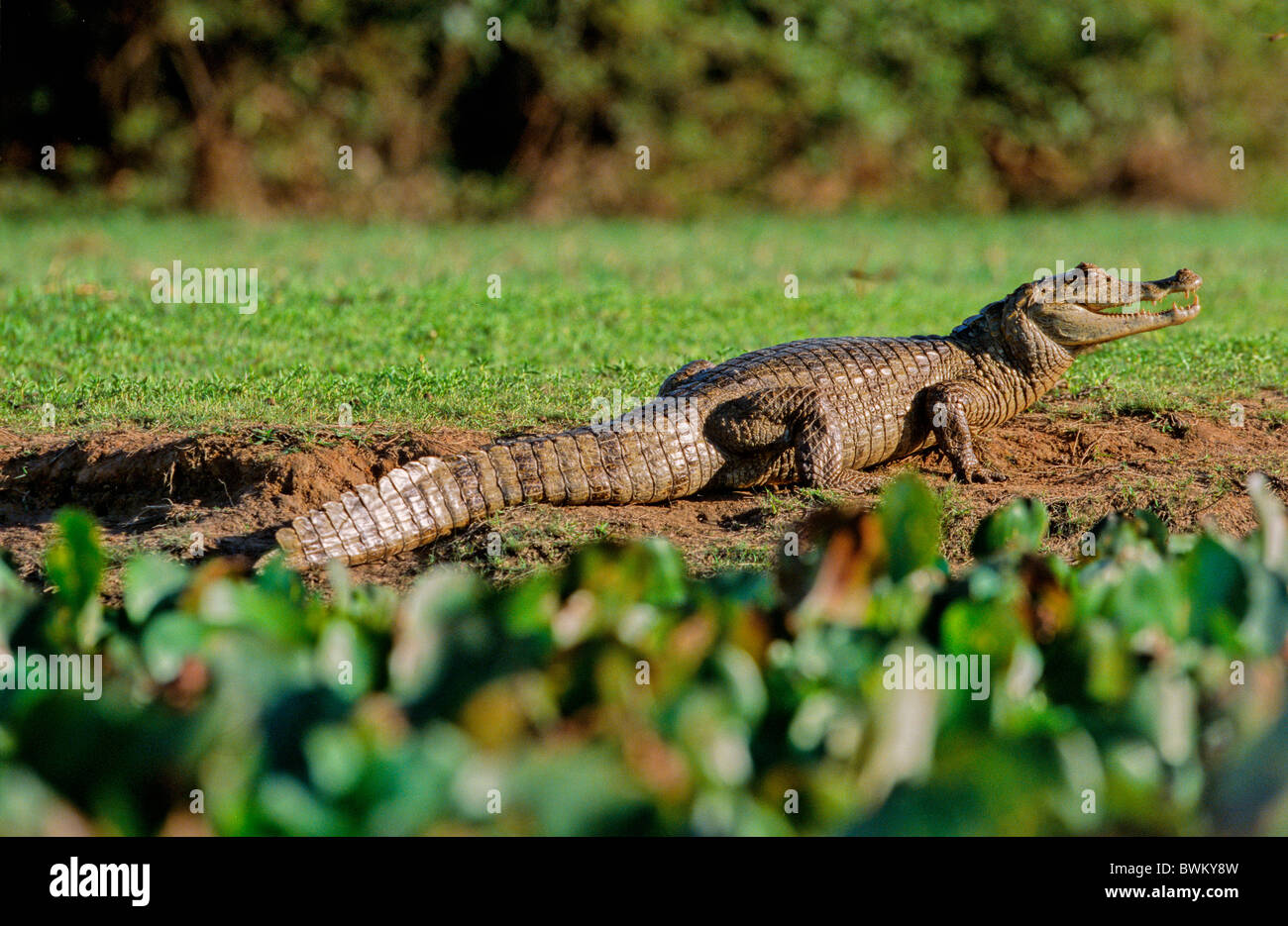 10830424 hi-res stock photography and images - Alamy