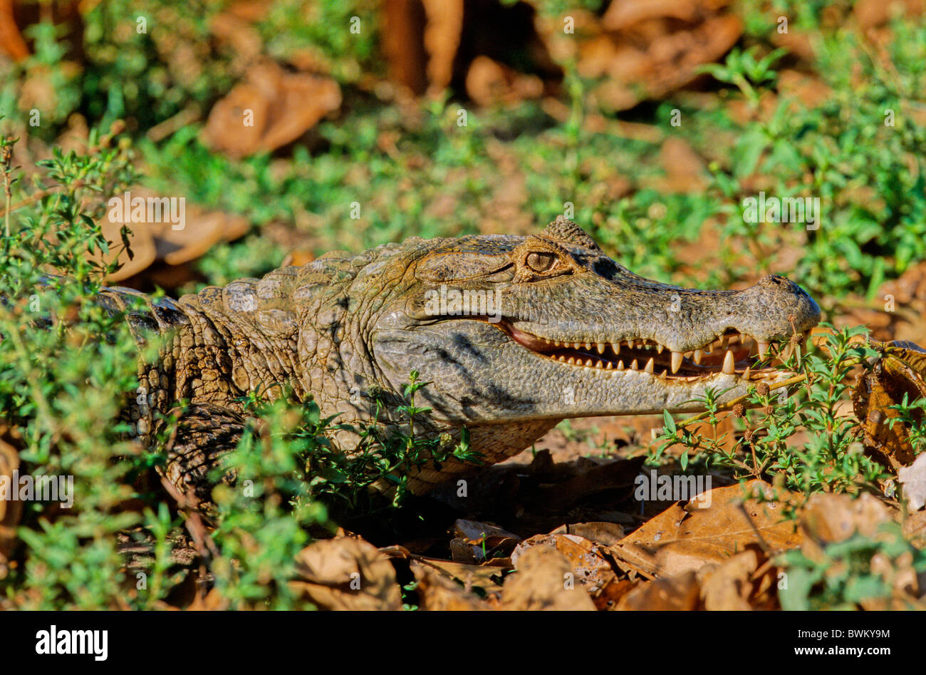 Venezuela South America Spectacled Caiman Caiman Crocodylus Baba Los ...