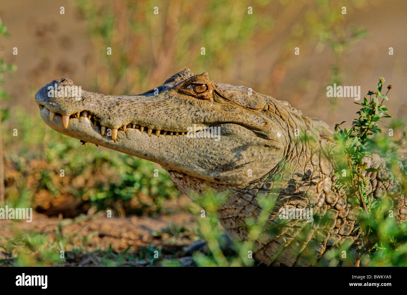 Venezuela South America Spectacled Caiman Caiman Crocodylus Baba Los ...