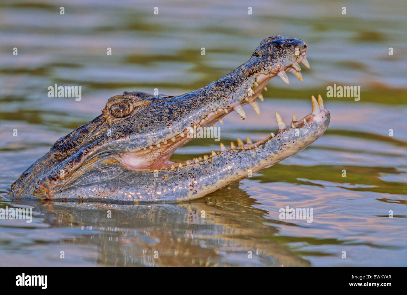 Venezuela South America Spectacled Caiman Caiman Crocodylus Baba Los ...