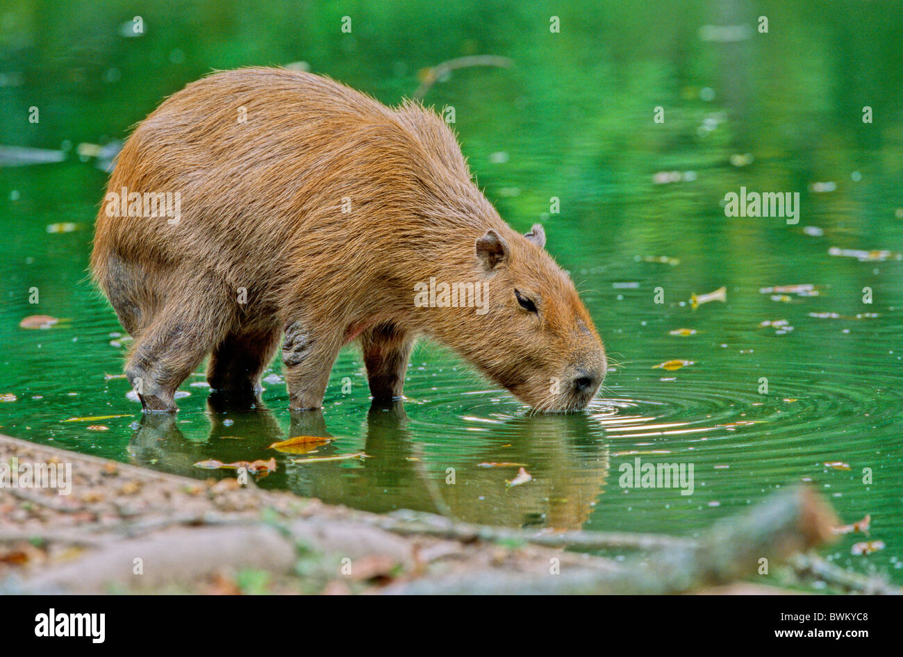 Venezuela South America Capybara Hydrochaeris Hydrochaeris Drinking Los ...