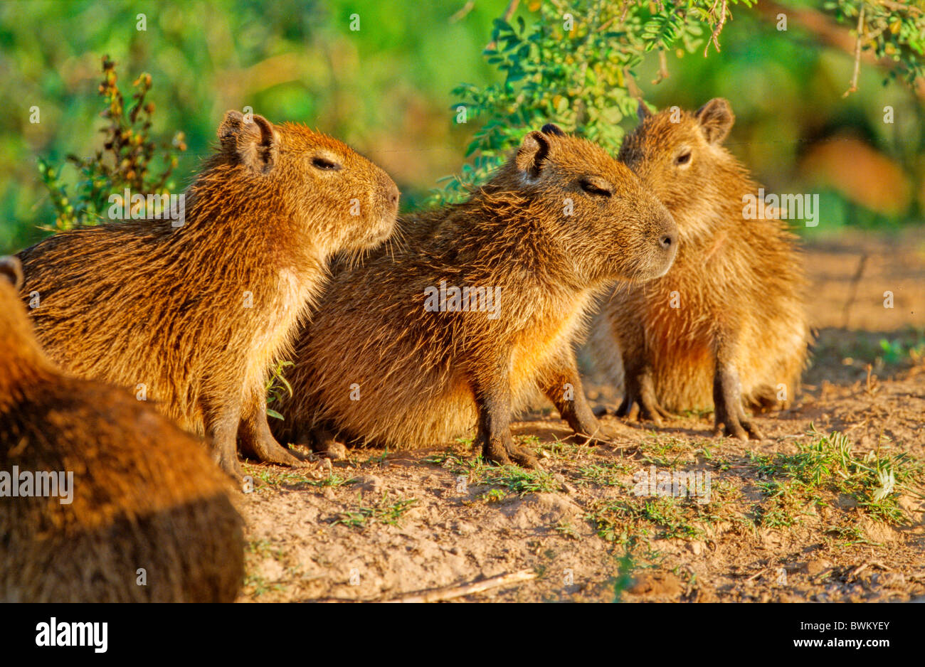 10830436 hi-res stock photography and images - Alamy