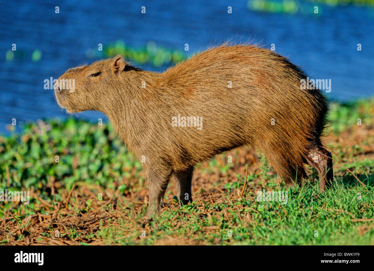 Venezuela South America Capybara Hydrochaeris Hydrochaeris Los Llanos ...